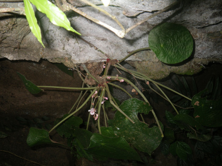 Begonia phuthoensis_百度百科
