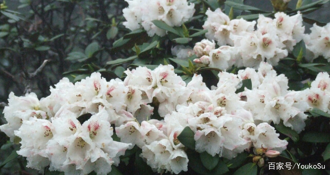 大理苍山迎来野生杜鹃花最佳观赏期！_百科TA说