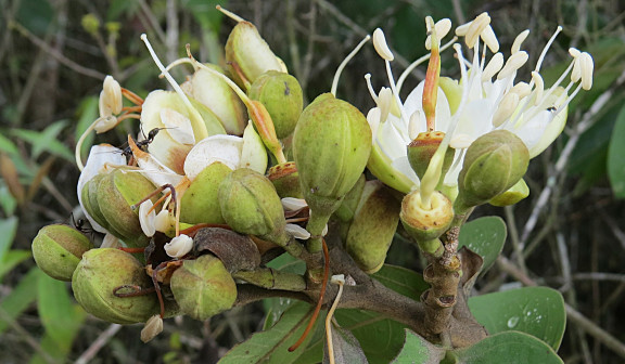 Hymenaea martiana_百度百科