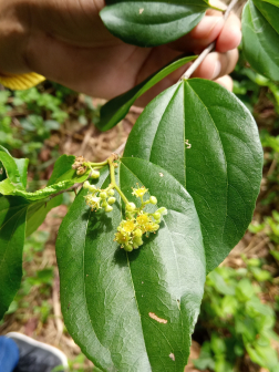 Sarcomphalus joazeiro_百度百科