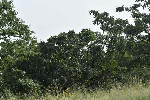 Semecarpus anacardium_百度百科