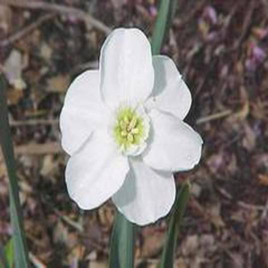 Narcissus 'Green Pearl'_百度百科