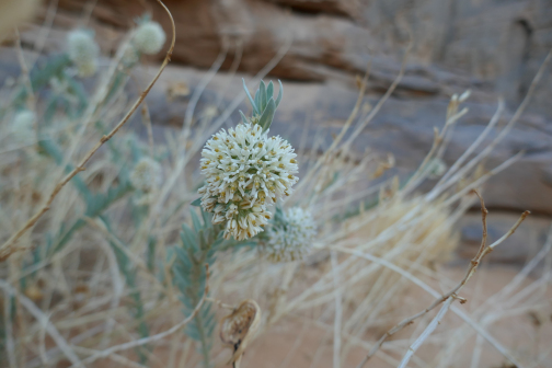 Solenostemma oleifolium_百度百科