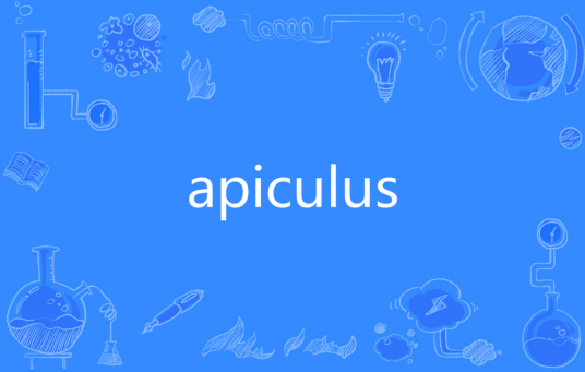 apiculus_百度百科