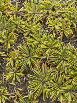 Gamocarpha alpina_百度百科