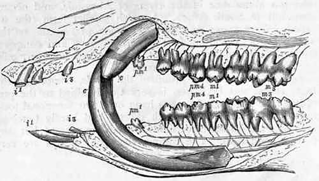 野猪（偶蹄目猪科动物）_百度百科