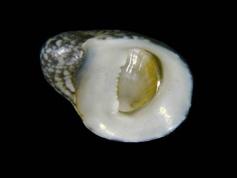 圆舟蜑螺_百度百科