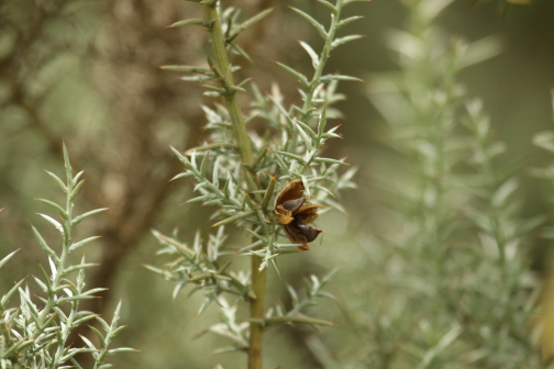 Ulex argenteus_百度百科