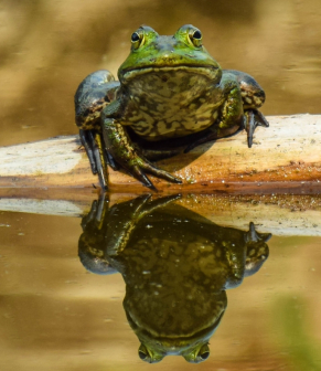 美洲牛蛙_百度百科