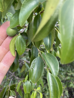 Strychnos decussata_百度百科