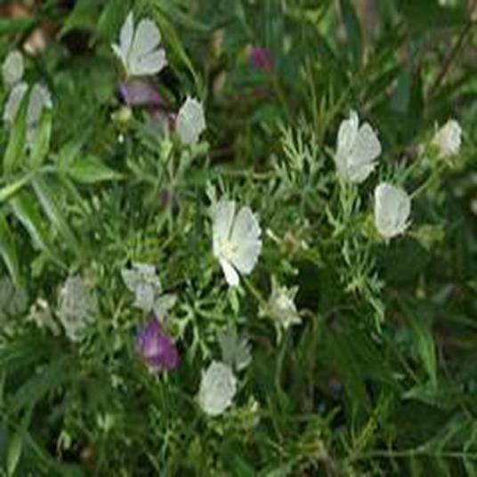 Callirhoe alcaeoides 'Logan Calhoun'_百度百科