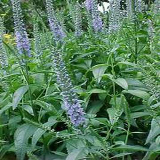 Veronica spicata 'Blue Charm'_百度百科
