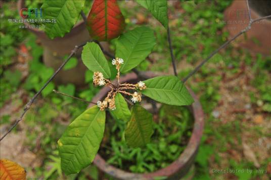 银叶巴豆_百度百科