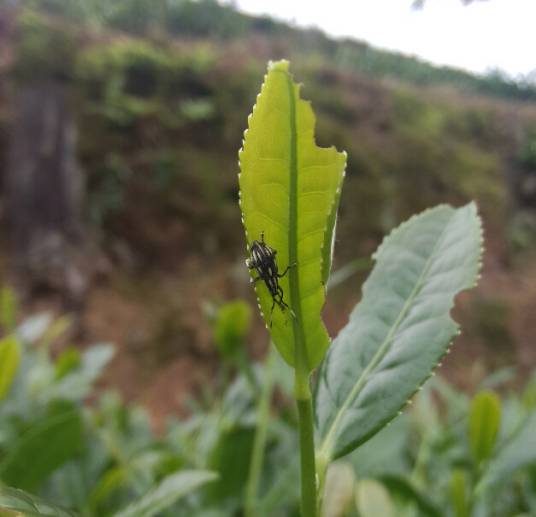 茶丽纹象甲_百度百科
