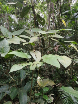 Piper cernuum_百度百科