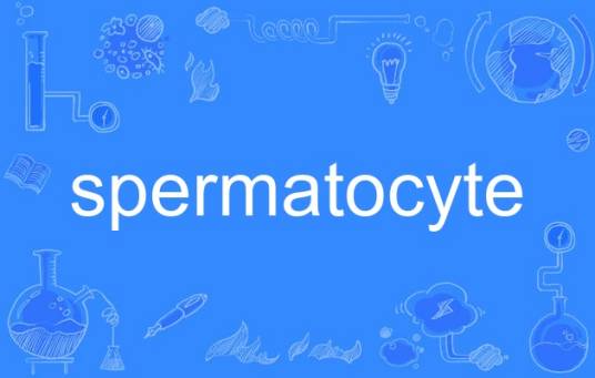 spermatocyte_百度百科