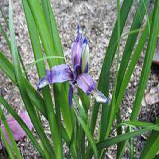 Iris graminea_百度百科
