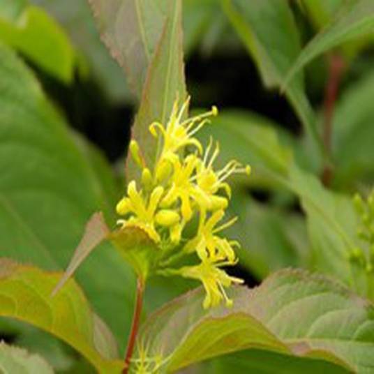 Diervilla 'Copper'_百度百科