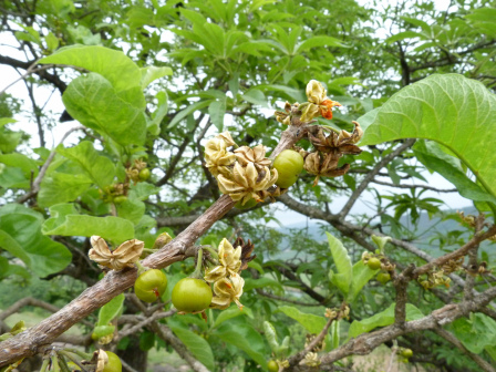 Turraea nilotica_百度百科