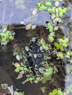 Wolffia borealis_百度百科