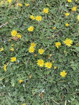 Arctotheca prostrata_百度百科