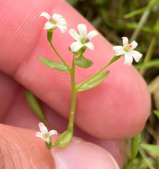 Legenere valdiviana_百度百科