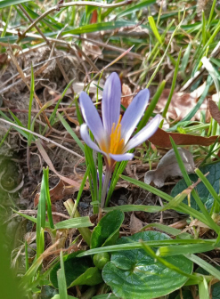 Crocus tauri_百度百科