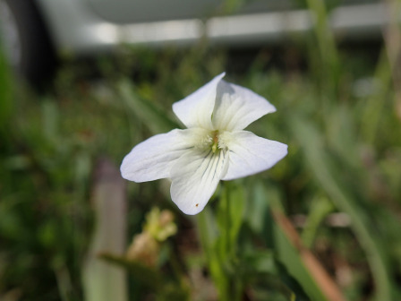 Viola stagnina_百度百科