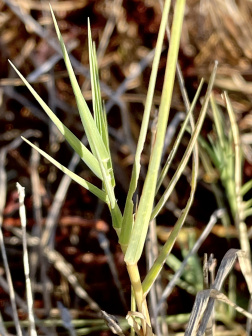 Distichlis spicata_百度百科