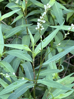 Persicaria punctata_百度百科