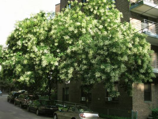 scholar-tree_百度百科