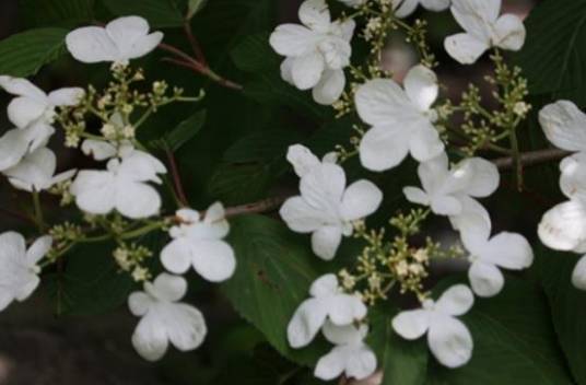 Scabiosa 'Fama White'_百度百科