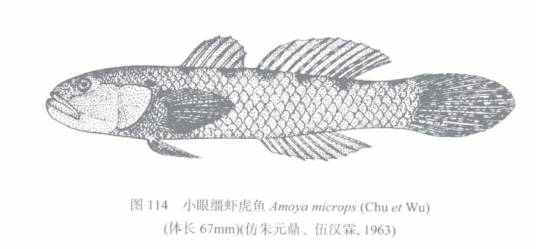 小眼缰虾虎鱼_百度百科