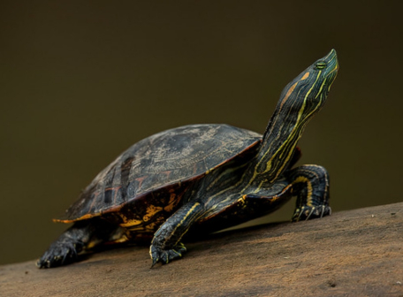 尼加拉瓜彩龟_百度百科