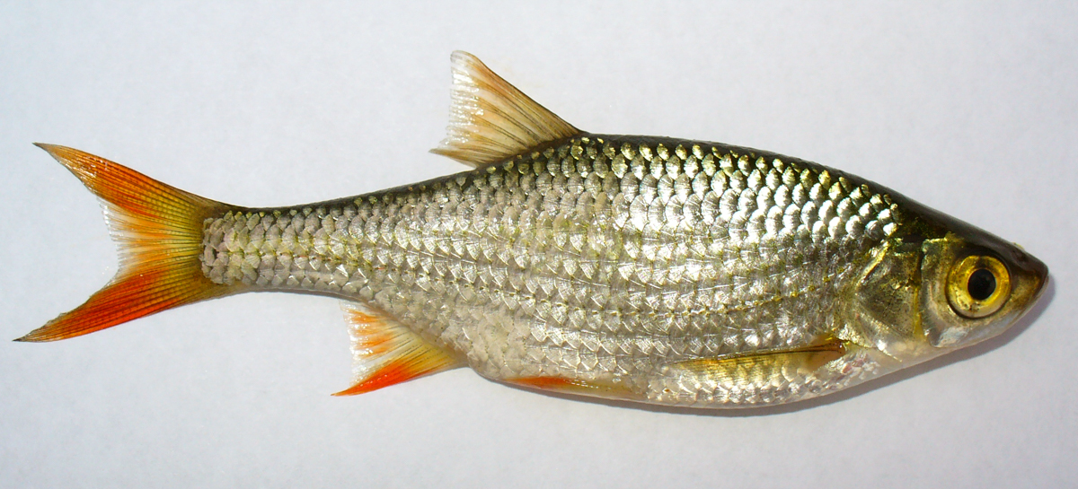 红眼鱼（雅罗鱼科红眼鱼属鱼类）_百度百科