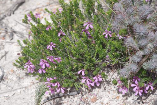 Tetratheca confertifolia_百度百科