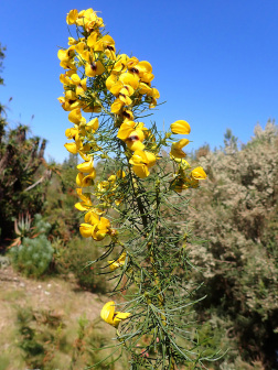 Cyclopia maculata_百度百科