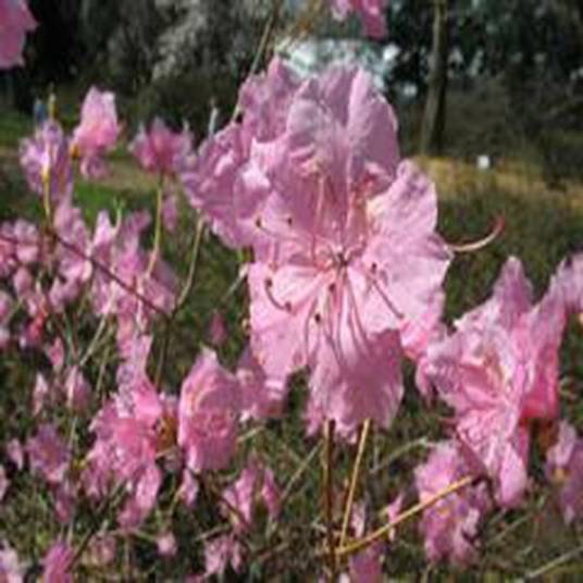 Rhododendron mucronulatum 'Deep Pink'_百度百科
