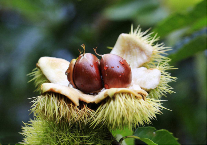 美味的干果之王——栗_百科TA说