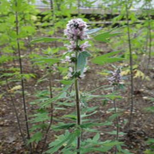 Leonurus cardiaca_百度百科