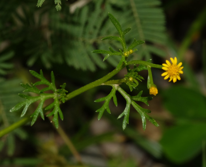 Chrysanthellum indicum_百度百科
