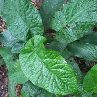 Piper cernuum_百度百科