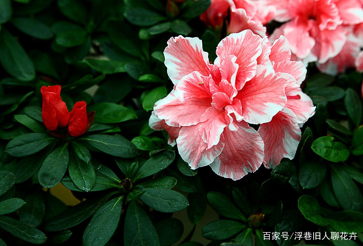 春天养护杜鹃花的重点千万不能搞错，用对方法，才能长得枝繁叶茂_百科TA说