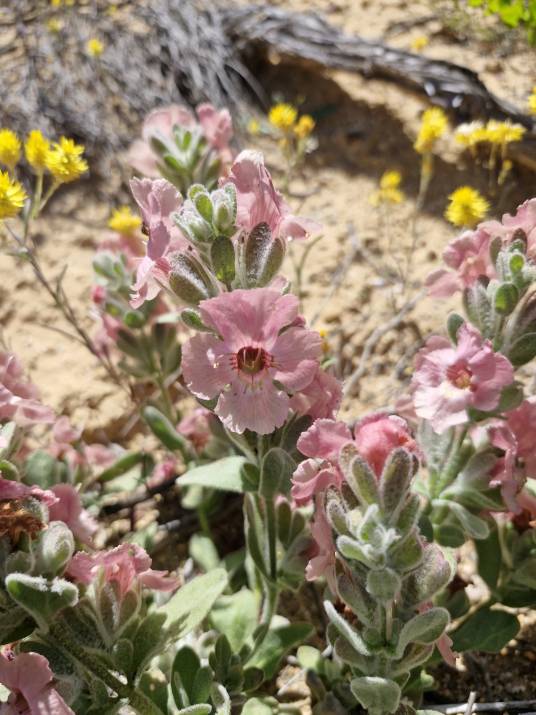 Dasymalla axillaris_百度百科