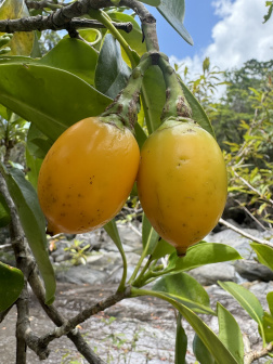 Fagraea berteroana_百度百科