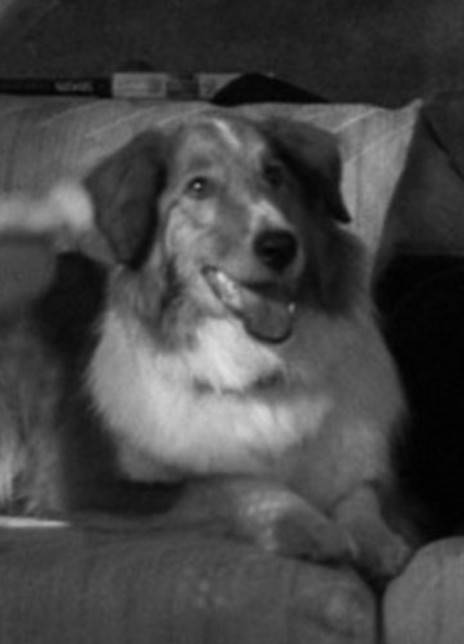 Sam the Dog_百度百科