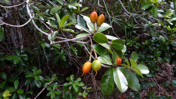 Manilkara dardanoi_百度百科