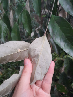 Geissospermum argenteum_百度百科