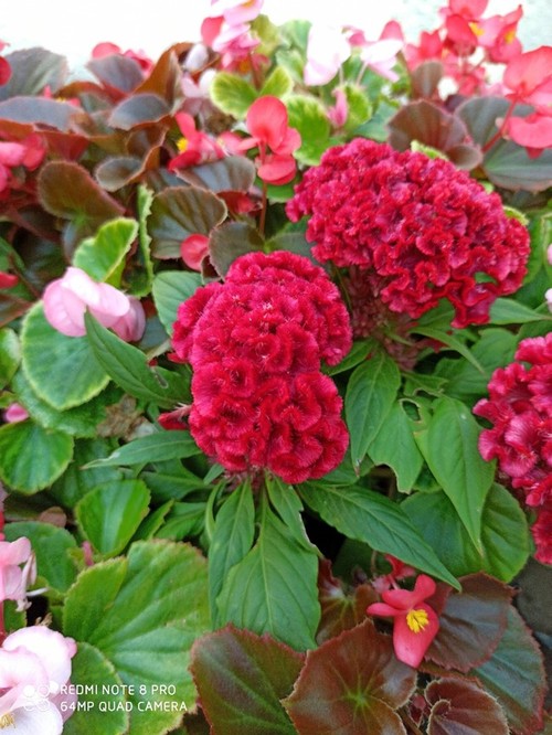 手机像素越高越好吗4800万荣耀9X PROVS6400万Redmi Note 8 Pro_百科TA说