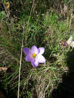 Crocus ilvensis_百度百科